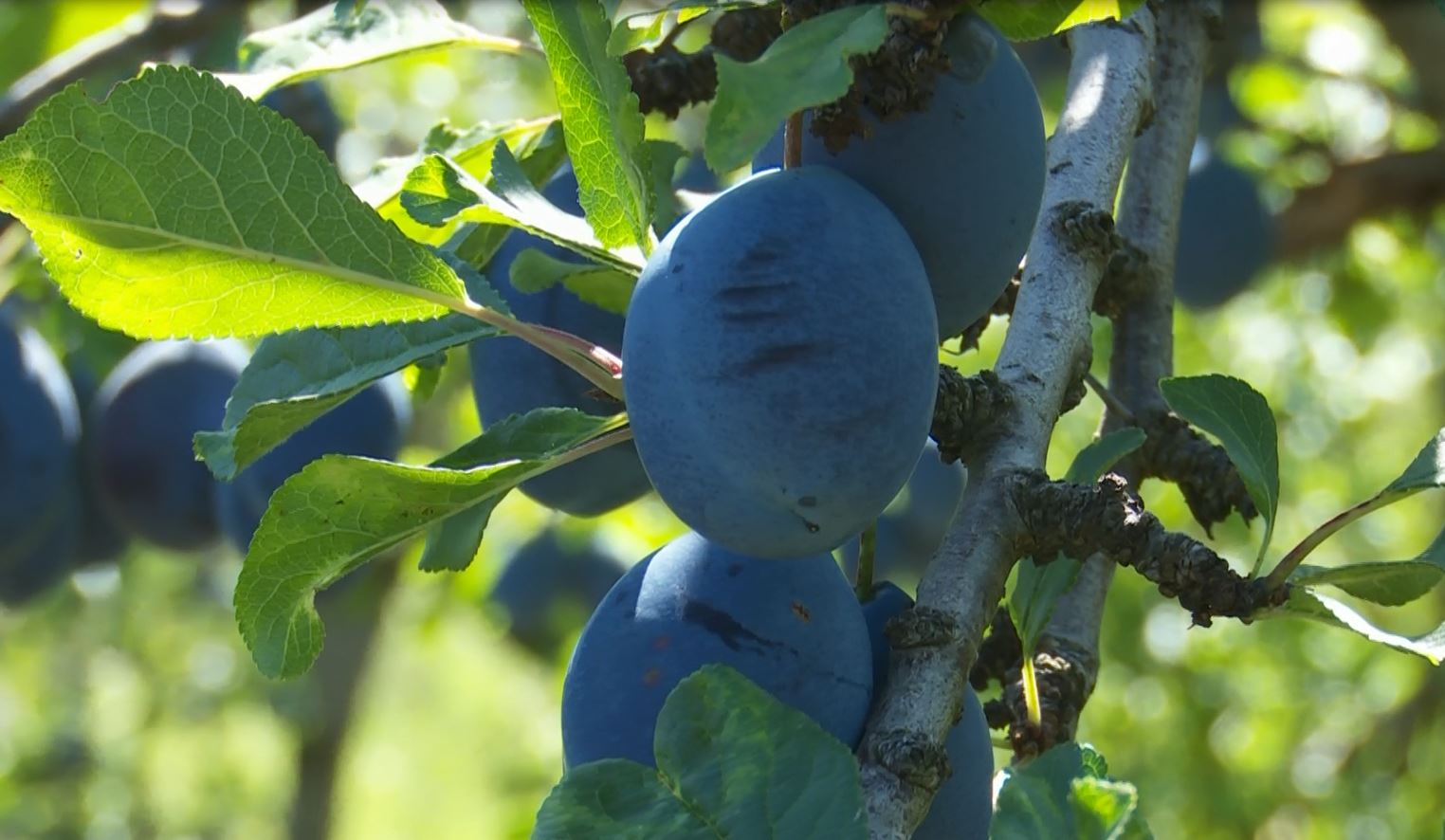 Откупот на сливи лош, се жалат производителите - telma.com.mk