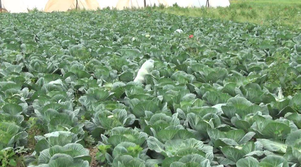 Пролетната зелка стартува со значително пониска цена од минатата година ...