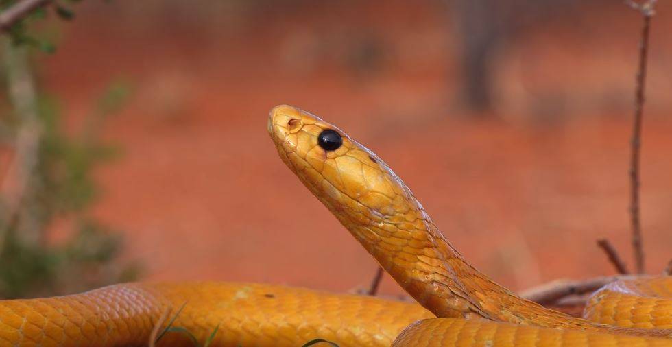 „Слеп“ патник на лет во Јужна Африка - жолта кобра во кабината, пилотот ...