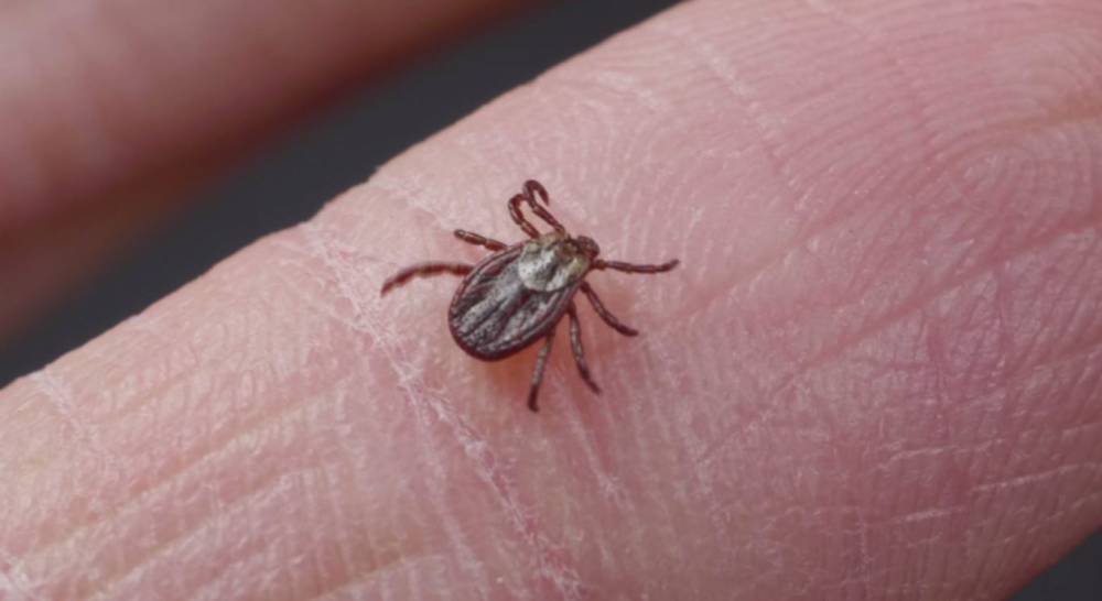 Кобно каснување од крлеж - почина 27-годишна жена од штипско - telma.com.mk