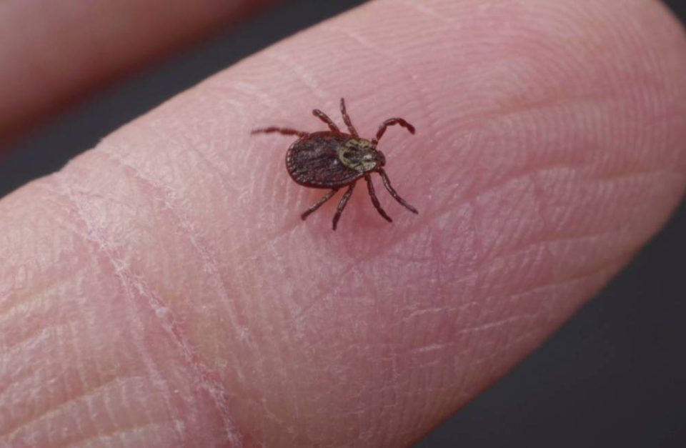 Рибарел на Вардар, а на ногата има траги од убод од крлеж - 42-годишен ...