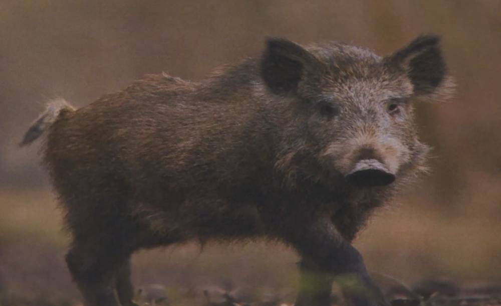 Нема африканска чума меѓу дивите свињи на Шар планина - telma.com.mk