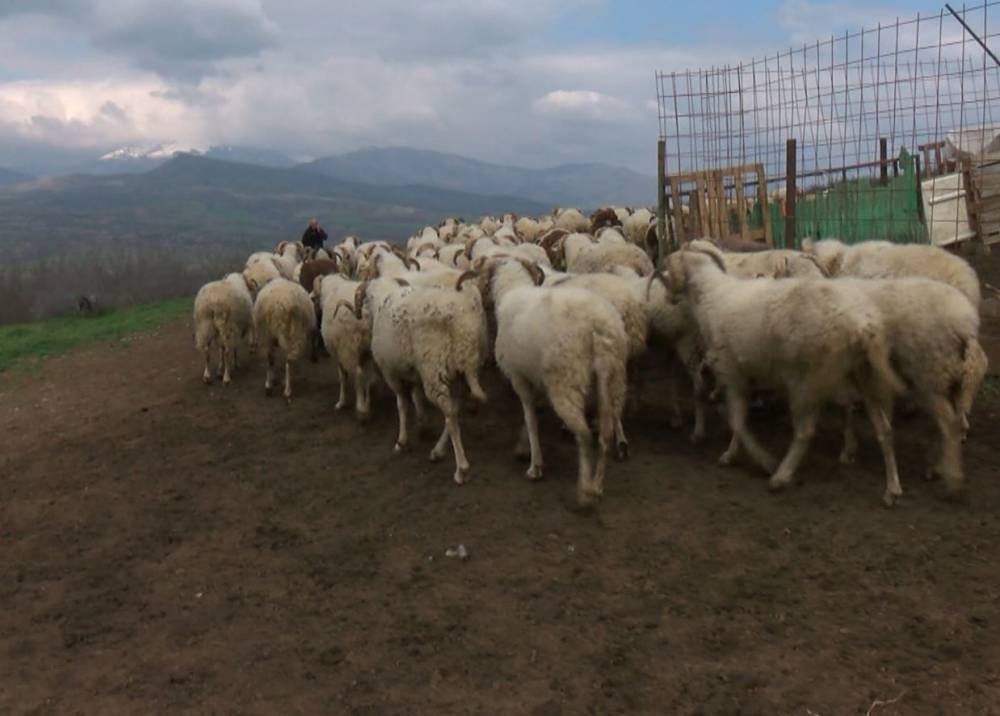 AХВ: Потврдени сипаници кај овци и кози во Липково и во Куманово ...